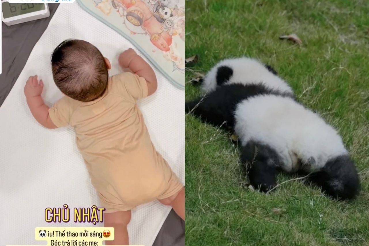 Trộm vía em bé Panda "siêu ngấn" đã biết lật nhanh thoăn thắt; mẹ Mai ...