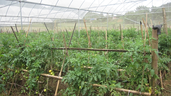 Đảng viên nghỉ hưu, hăng hái thành lập HTX sản xuất rau an toàn